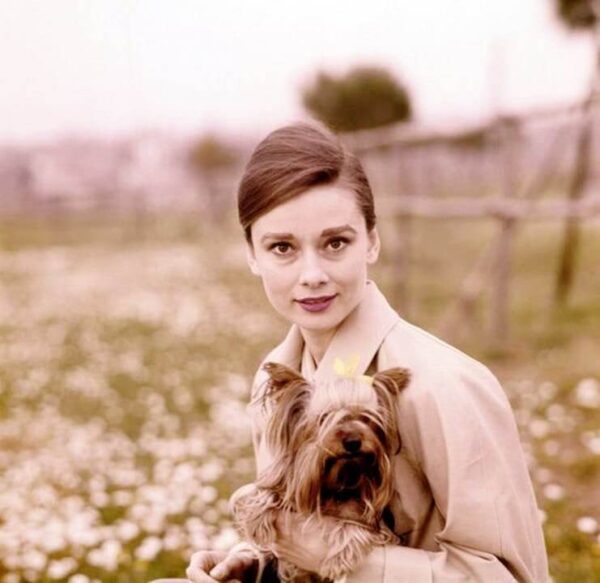 Audrey Hepburn’s Golden Pets - Weary Panda