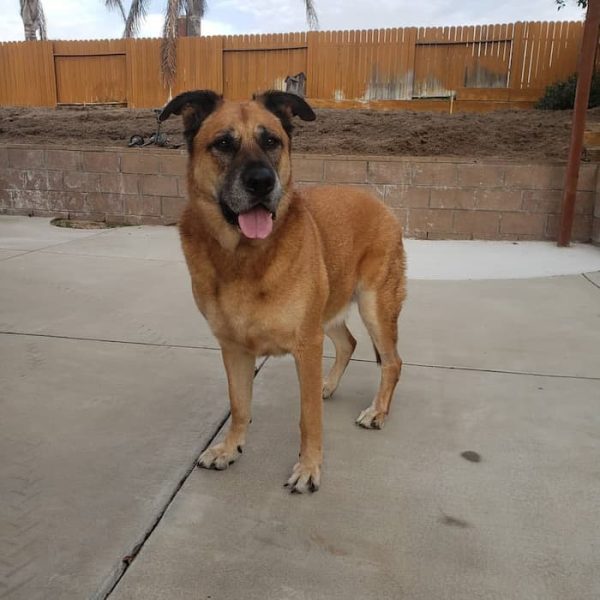 German Shepherd Mastiff Mix: Breed Information & Facts - Weary Panda