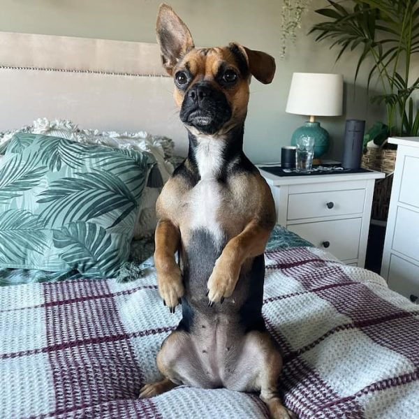 Unveiling the Frorkie: A French Bulldog Yorkie Mix Breed Information ...