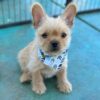 Unveiling the Frorkie: A French Bulldog Yorkie Mix Breed Information ...