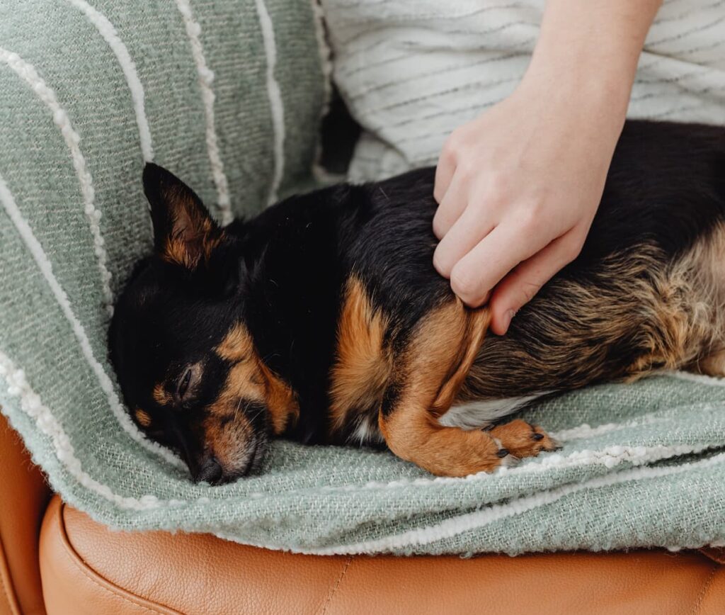 Why Do Dogs' Back Legs Shake When You Scratch Them? - Weary Panda