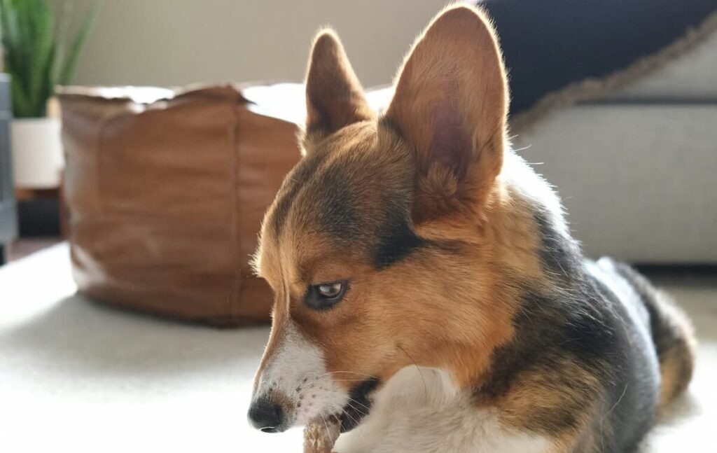 Why Do Dogs Wipe Their Paws After Pooping? - Weary Panda