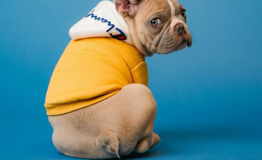 Why Do Dogs Drag Their Butts On The Floor? - Weary Panda