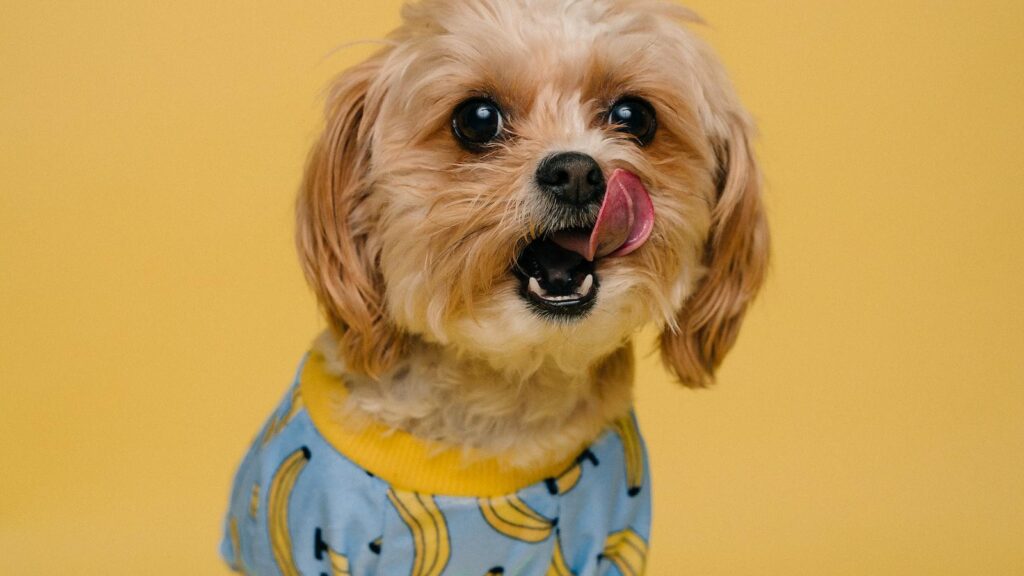 Why Do Dogs Cover up Their Poop With Their Nose? - Weary Panda