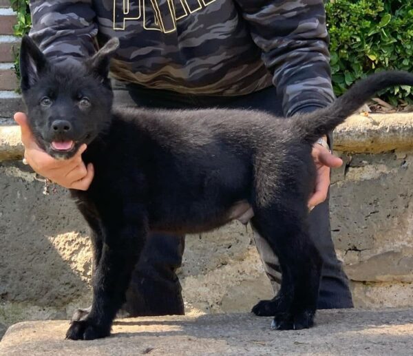 Calupoh (Mexican Wolfdog) Information - Weary Panda